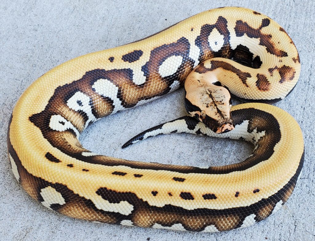 Blood Python - Tierra de Morelia