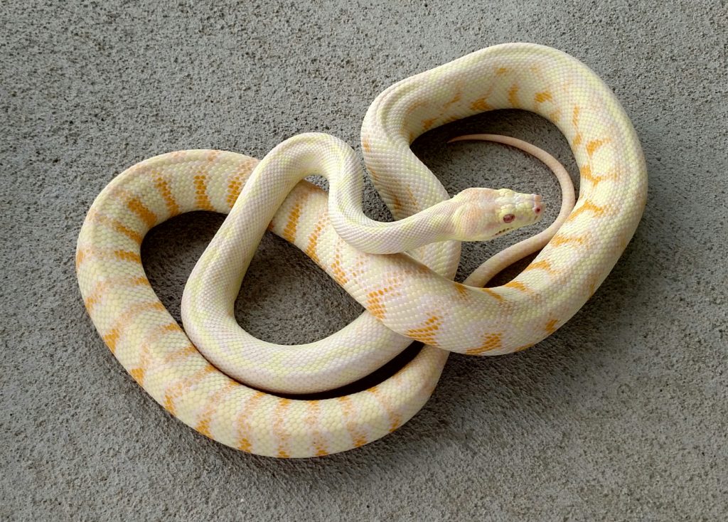 Carpet Python - Tierra de Morelia
