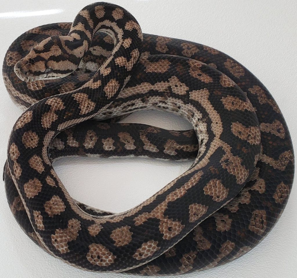 Carpet Python - Tierra de Morelia