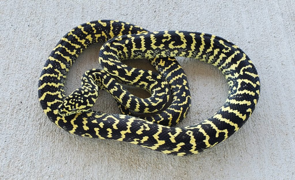 Carpet Python - Tierra de Morelia