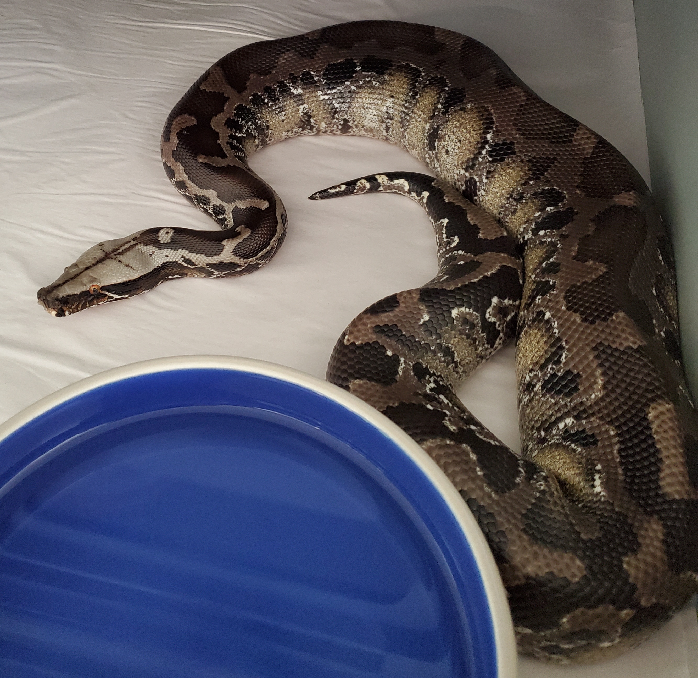 Sumatran Short-tail Python - Tierra de Morelia