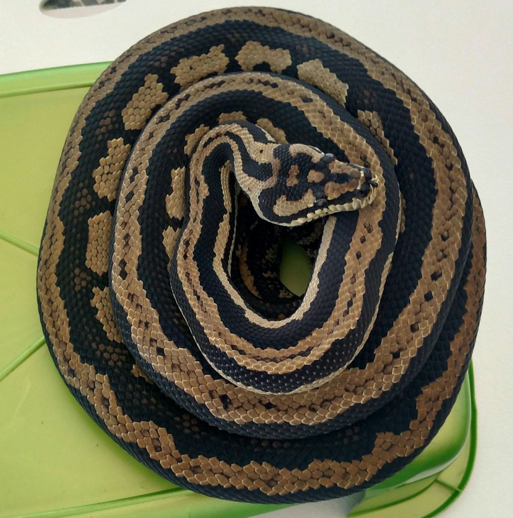 Northern Coastal (M.s.cheynei) - Tierra de Morelia