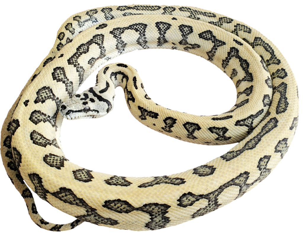 Northern Coastal (M.s.cheynei) - Tierra de Morelia