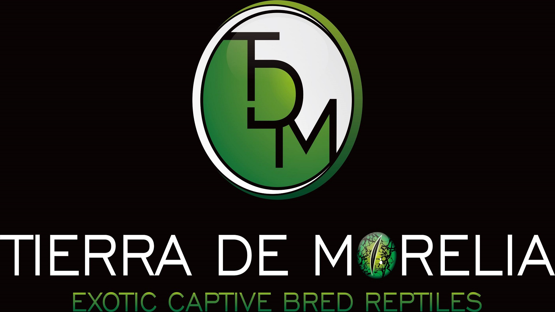 Available Bredl’s Pythons - Tierra de Morelia