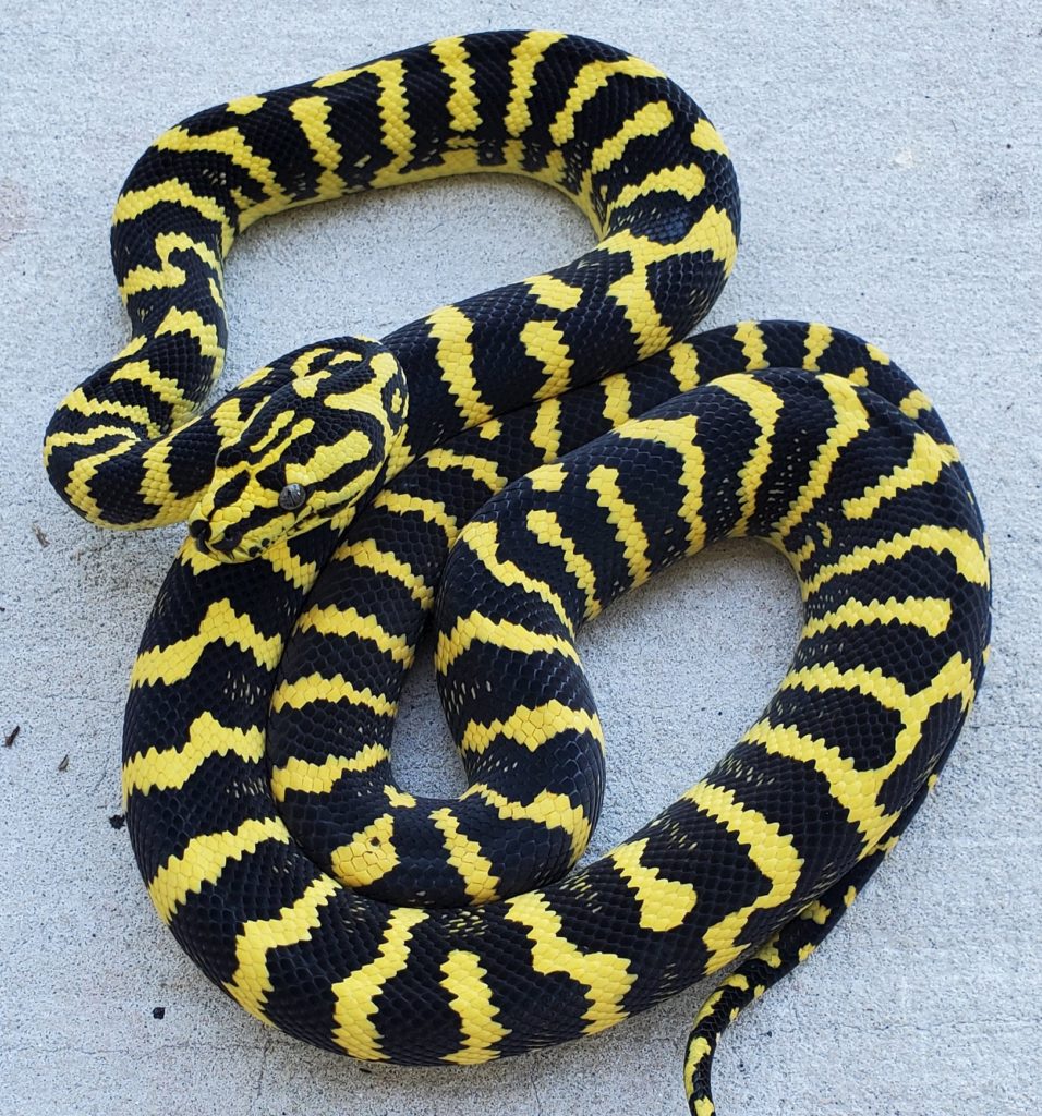 Carpet Python - Tierra de Morelia