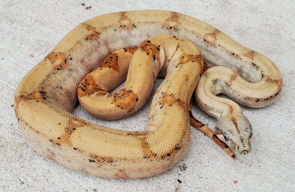 Pearl Island Boa (Imperator sabogae) - Tierra de Morelia