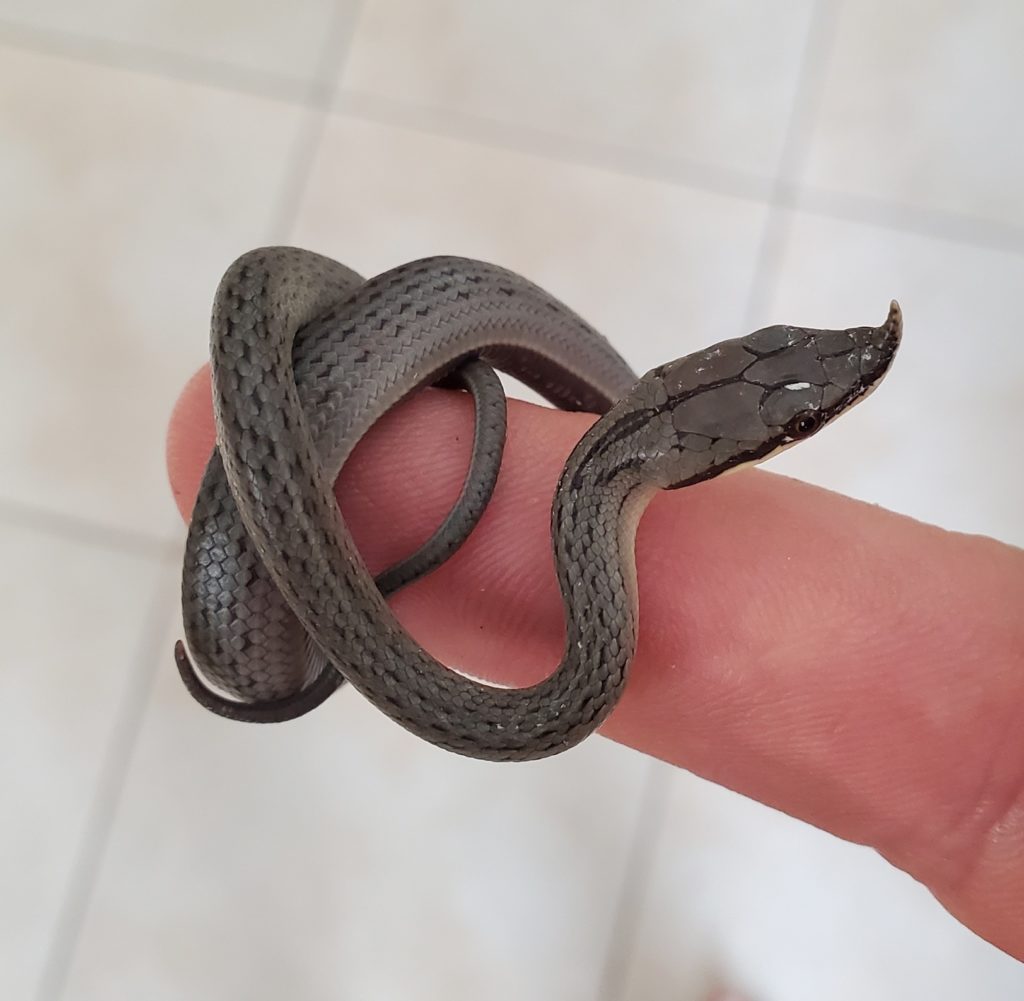 Rhino Ratsnake - Tierra de Morelia