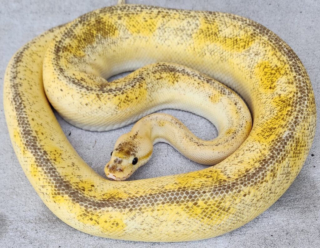 Ball Python - Tierra de Morelia